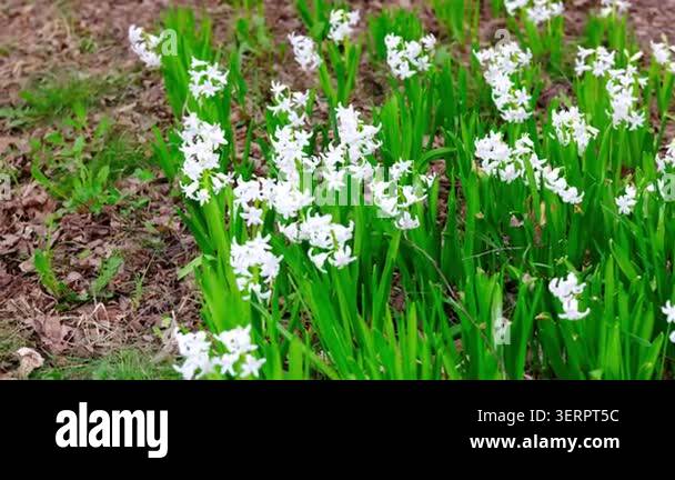 Field of white hyacinth flowers with green leaves in soil Stock Video ...
