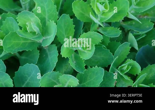 Sedum plant close-up natural background Stock Video Footage - Alamy