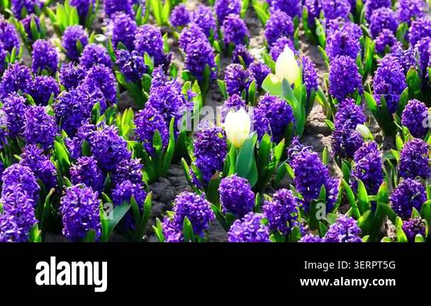 Purple hyacinth flowers in full bloom with white blooms Stock Video ...