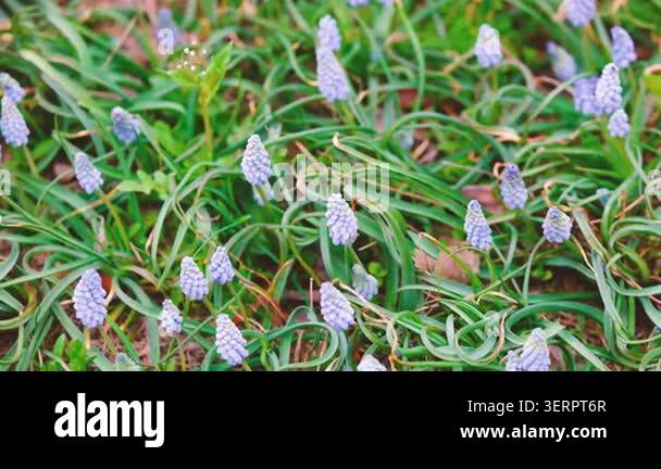 Blue grape hyacinth flowers growing in green grass Stock Video Footage ...