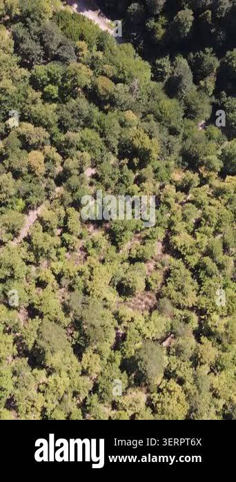 An aerial shoot was done by drone of a green forest, natural green ...