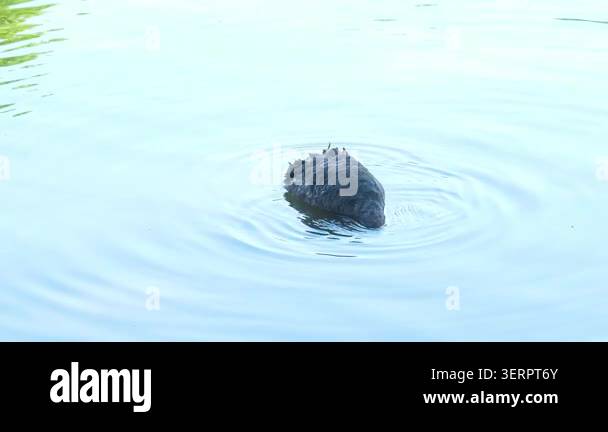 Black bird floating on calm water surface Stock Video Footage - Alamy