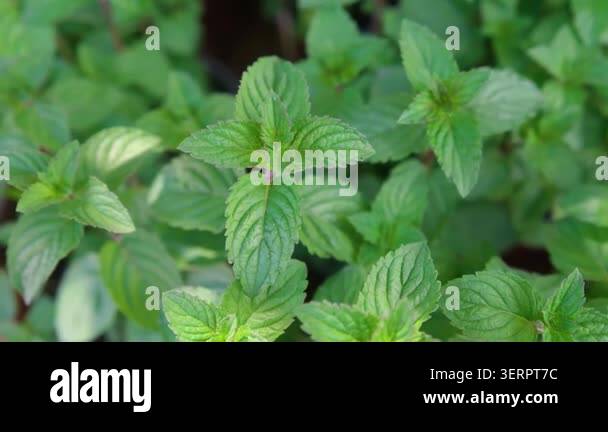 Mint (Mentha sp.) green leaves close-up natural background Stock Video ...