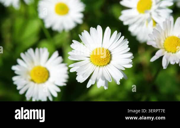 Common daisy (Bellis perennis) flowers in green field Stock Video ...