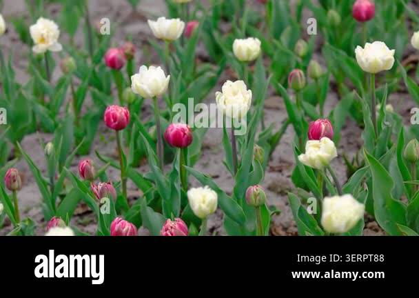 Pink and white tulips grow in the soil during the day Stock Video ...