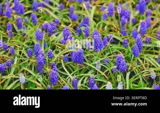 Cluster of purple grape hyacinth flowers in green foliage Stock Video ...