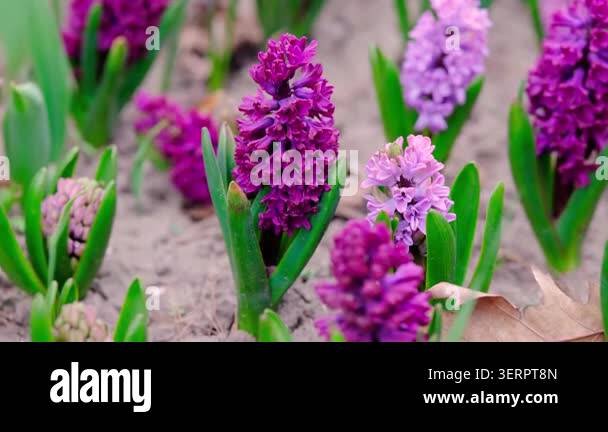 Purple and pink hyacinth flowers growing in soil Stock Video Footage ...
