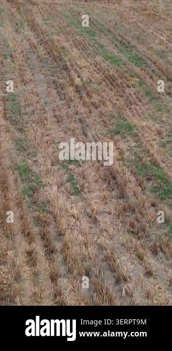 Aerial drone view of empty harvested farmland, soil surface seen when ...