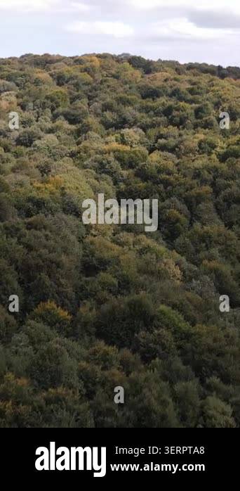 Aerial view of forest drone shot flying over spruce conifer treetops ...