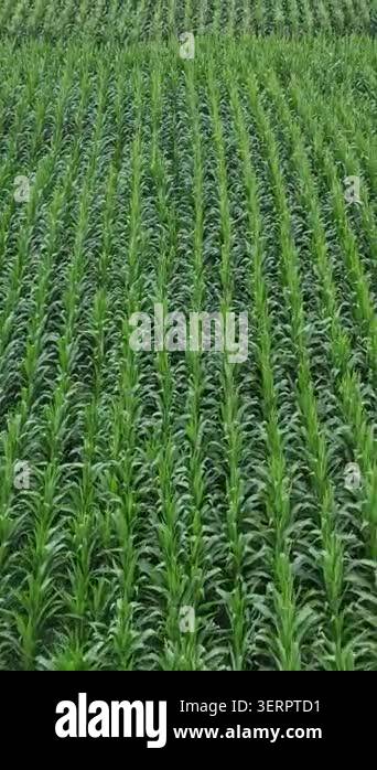 Green corn field rural aerial view, a harvested wheat field next to the ...