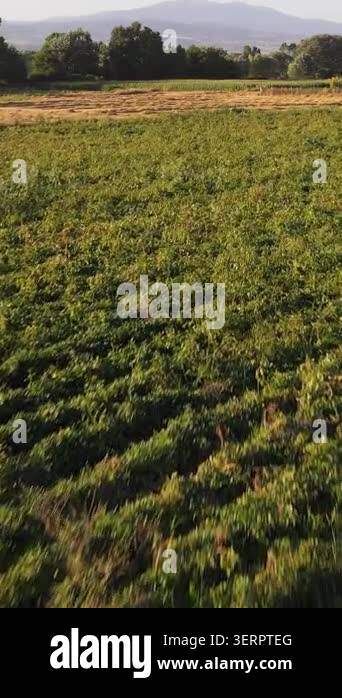 The image was taken by drone over crops planted in farmland ...