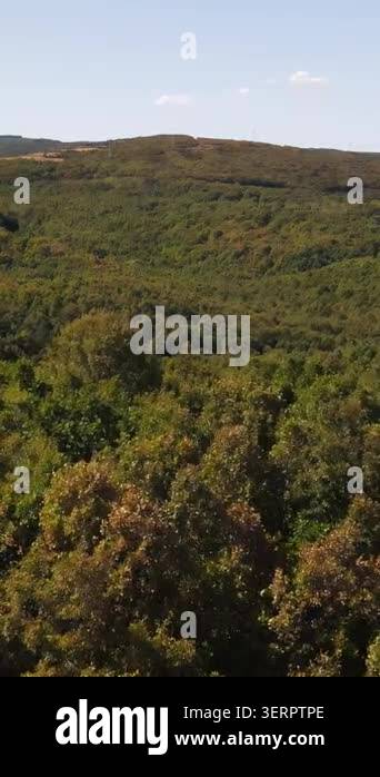 Aerial view of forest drone shot flying over spruce conifer treetops ...
