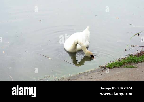 A swan swims near the shore of a pond while a duck approaches and plays ...