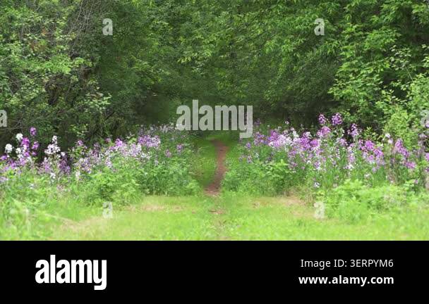 Vadnais Heights, Minnesota. John H. Allison Forest. A field full of ...