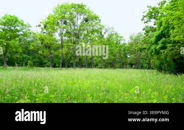 A large field is filled with green grass and small yellow flowers. Tall ...