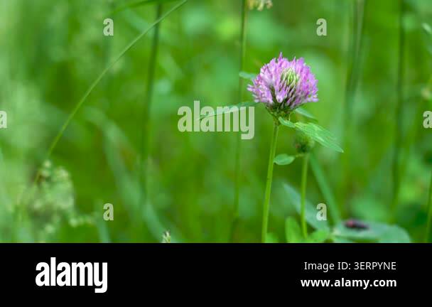 Clover flowers bloom in a meadow on a sunny day with green grass ...
