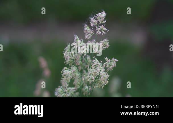 A flower sways gently in the wind, showing its details up close in a ...