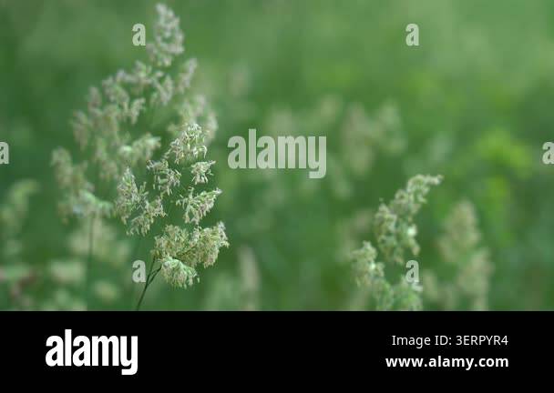 Grass sways gently in a green field. Bright light shines as the day ...