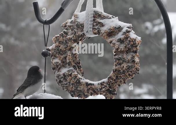 Vadnais Heights, Minnesota. A Dark-eyed Junco, Junco hyemalis feeding ...