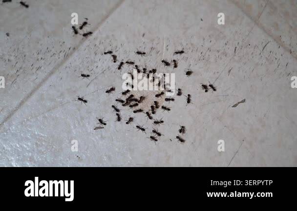 Vadnais Heights, Minnesota. Pavement ants, also called sugar ants ...