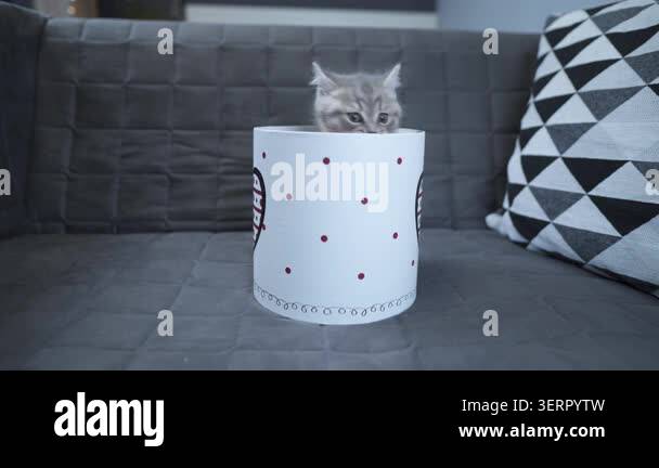 Funny gray Scottish Straight kitten plays jumping and looks out of gift ...