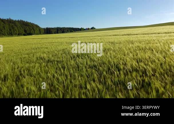 Dynamic camera movement over a German grain field in early summer ...