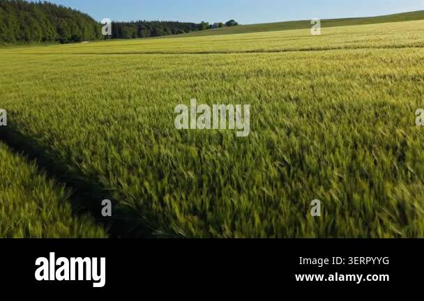 Aerial clip of a vast green field with young grain and winter wheat ...
