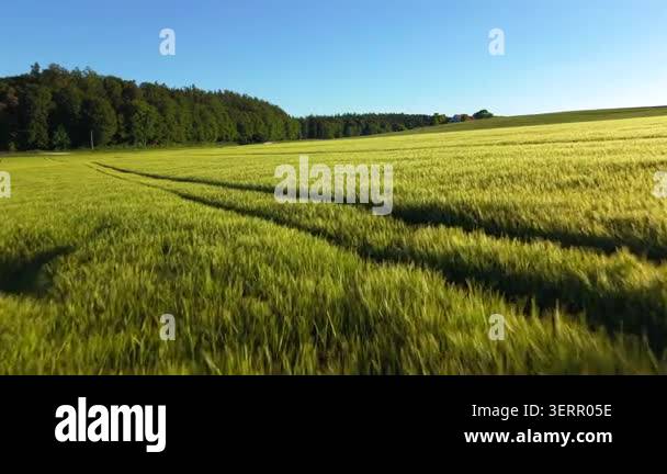Drone footage of a green barley and wheat field in Germany. Aerial ...