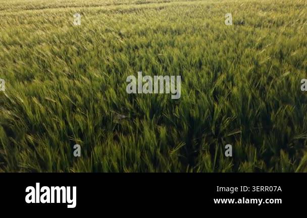 Drone scanning a green barley field in Southern Germany in late May ...
