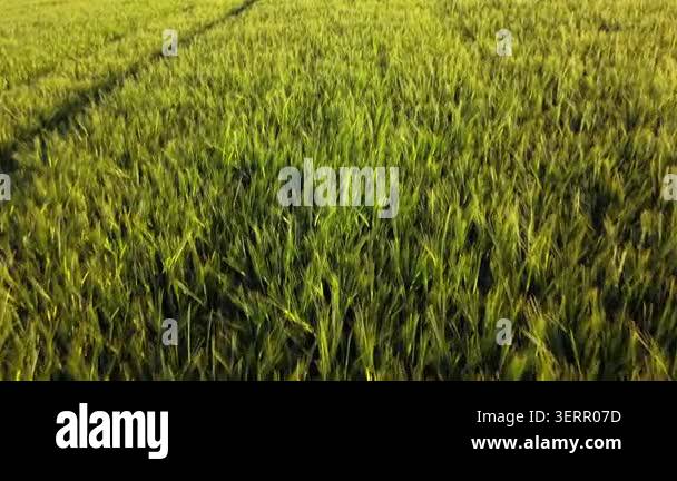 Close up drone shot of a vibrant green barley field in Bavaria. Modern ...