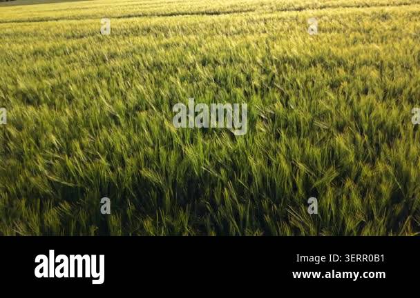 Aerial view of a lush green barley field during drone crop monitoring ...