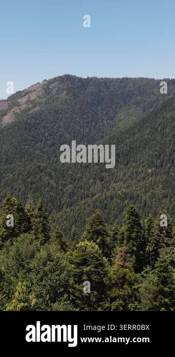 An aerial shoot was done by drone of a green forest, natural green ...