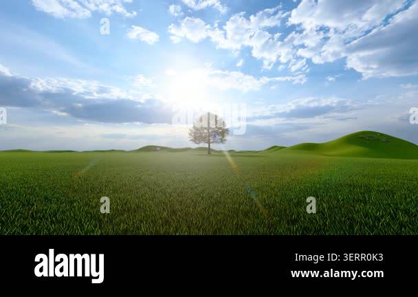 A solitary tree growing on the grassland Stock Video Footage - Alamy