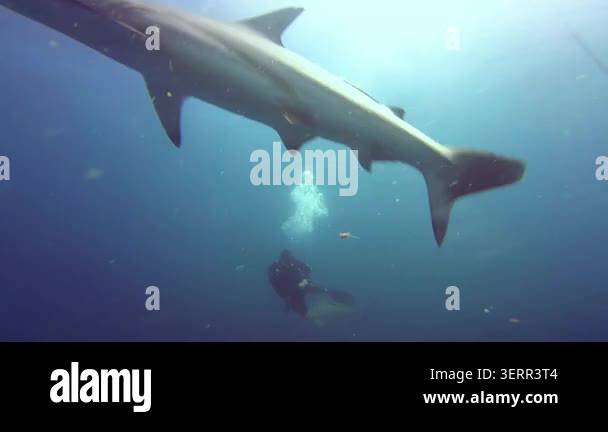 Sharks glide above divers during an open water dive with strong ...