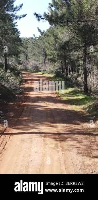 Aerial drone environment natural climate forest trees high quality ...