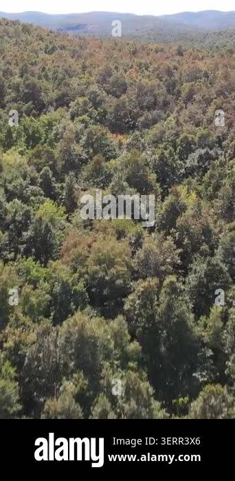 Aerial view of forest drone shot flying over spruce conifer treetops ...