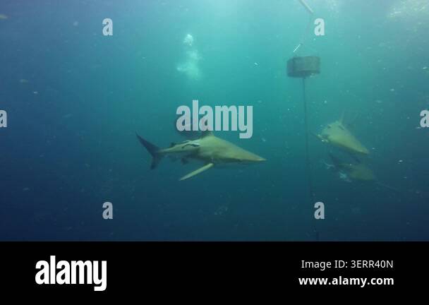 Several sharks move past the camera in deep clear water during an open ...