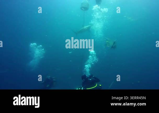Sharks Swimming near Divers in Open Water Stock Video Footage - Alamy