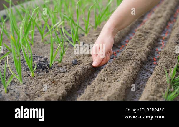 Male hand sowing red pea seeds in rows in garden bed close-up. High ...