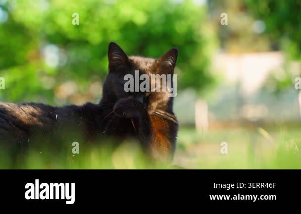 Black cat grooming and licking paw in green garden close-up. High ...