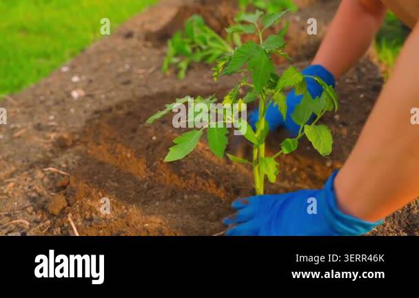 Woman in blue rubber gloves caring for freshly planted tomato sprout in ...