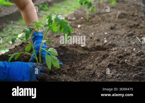 Woman in blue rubber gloves caring for freshly planted tomato sprout in ...