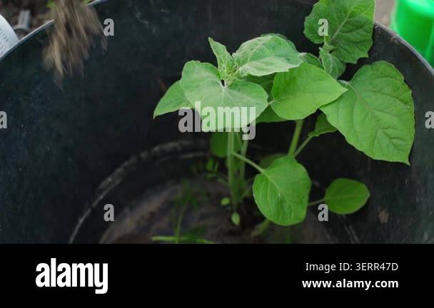 Physalis seedlings in black bucket close-up. Young physalis sprouts ...