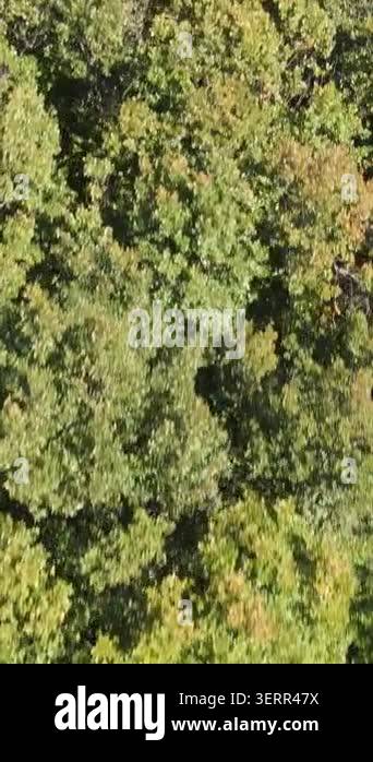 Aerial view of forest drone shot flying over spruce conifer treetops ...
