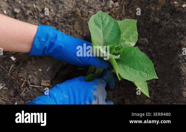 Hands in rubber gloves planting physalis seedlings in garden soil top ...