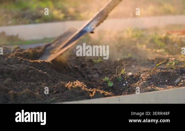 Shovel digging soil in garden at sunset close-up. High quality FullHD ...