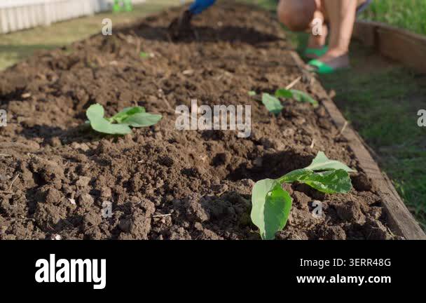 Woman preparing garden bed with cabbage seedlings in background. High ...