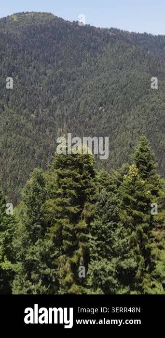 An aerial shoot was done by drone of a green forest, overhead drone ...