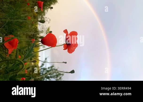 Red poppies blowing in wind under beautiful rainbow after rain ...