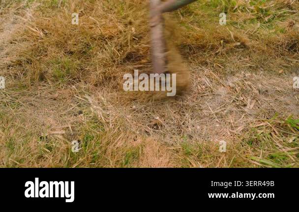 Raking dry grass from lawn with rake in spring close-up. High quality ...
